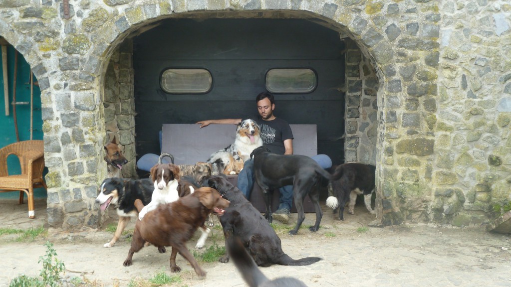 Rudelschulung | Hundepension Neumühle | Hundepension Schiener ...